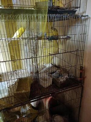 boro khacha dabol khop in Cantonment - Pet Accessories, Mohammad Mahfuz ...