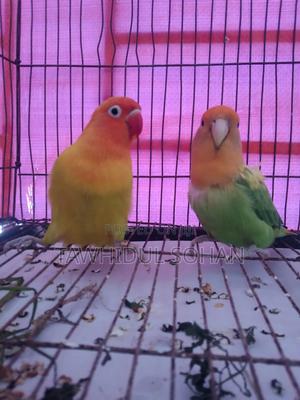 Love Birds in Uttara - Birds, Tawhidul Sohan | Jiji.com.bd