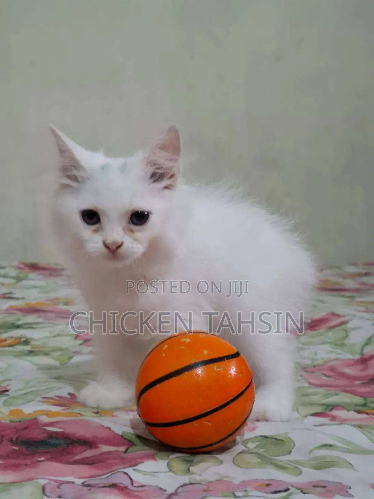 1-3 months Male Purebred Persian in Mymensingh Sadar - Cats & Kittens, Chicken Tahsin | Jiji-bd.com