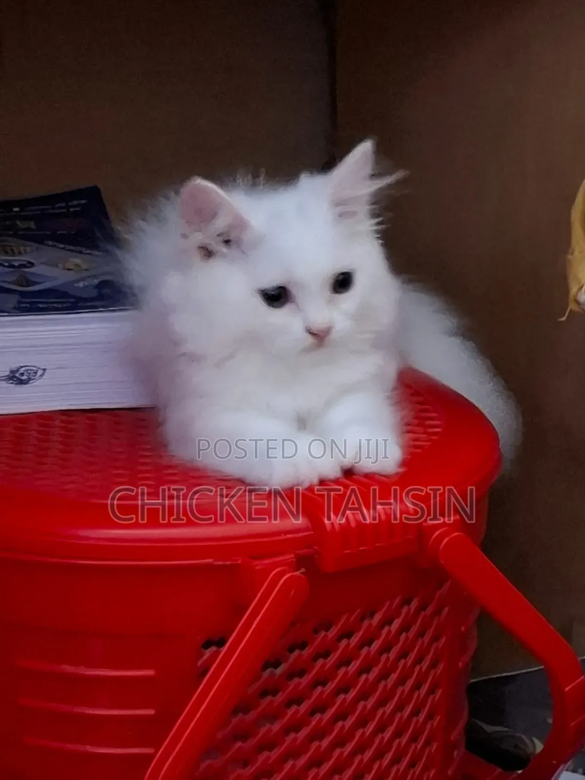 1-3 months Male Purebred Persian in Mymensingh Sadar - Cats & Kittens, Chicken Tahsin | Jiji-bd.com