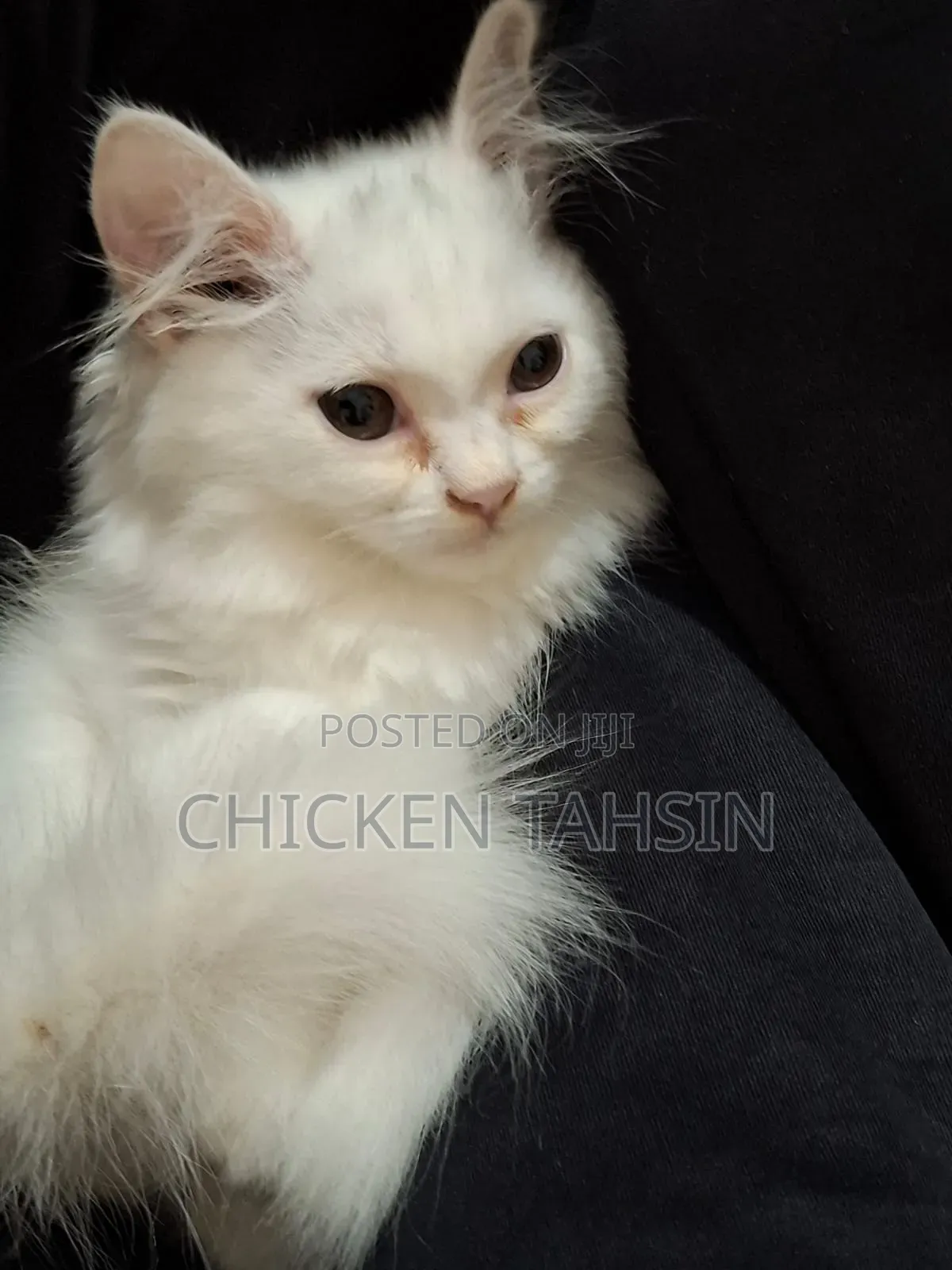 1-3 months Male Purebred Persian in Mymensingh Sadar - Cats & Kittens, Chicken Tahsin | Jiji-bd.com