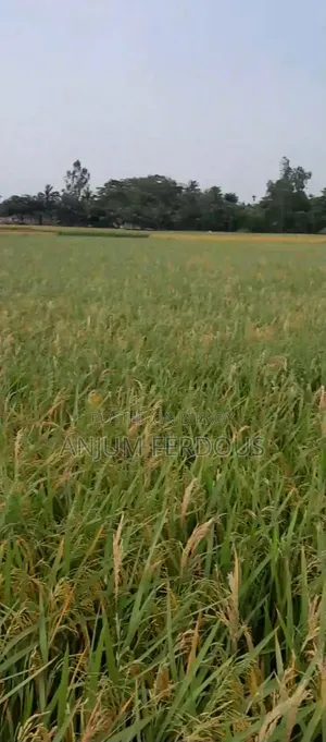 Farmland for Sale in Chattogram Prices in May 2026 on bikroy.com