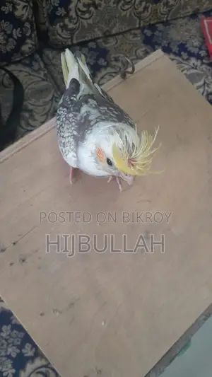 Cockatiel Bird for sale - Price: BDT 2,000 on bikroy.com [Uttara]