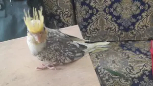 Cockatiel Bird for sale - Price: BDT 2,000 on bikroy.com [Uttara]