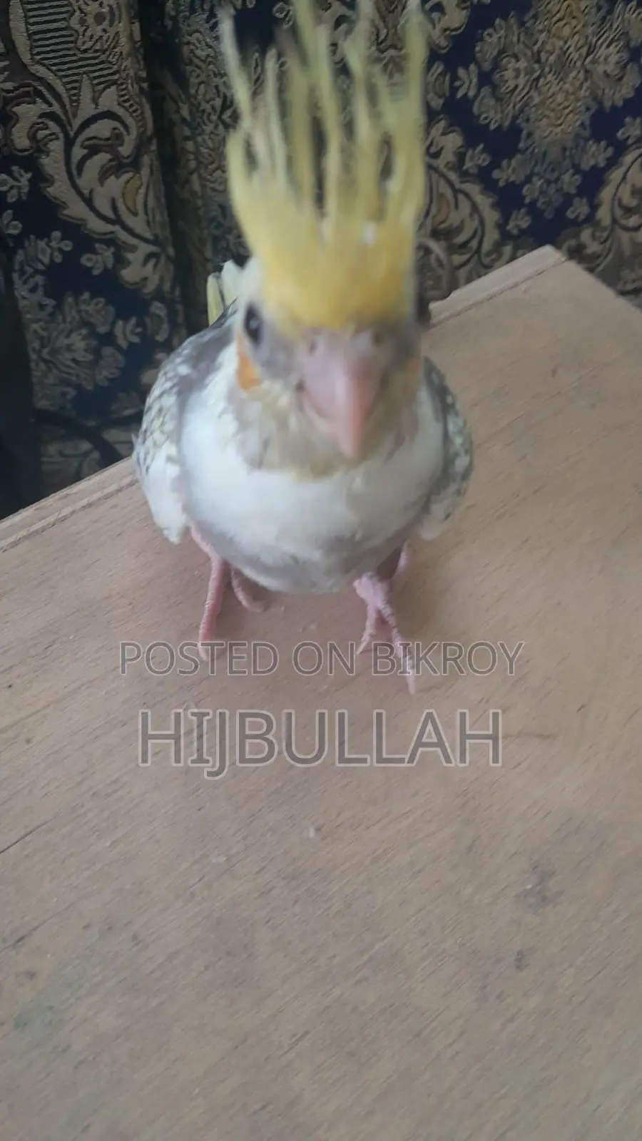 Cockatiel Bird for sale - Price: BDT 2,000 on bikroy.com [Uttara]