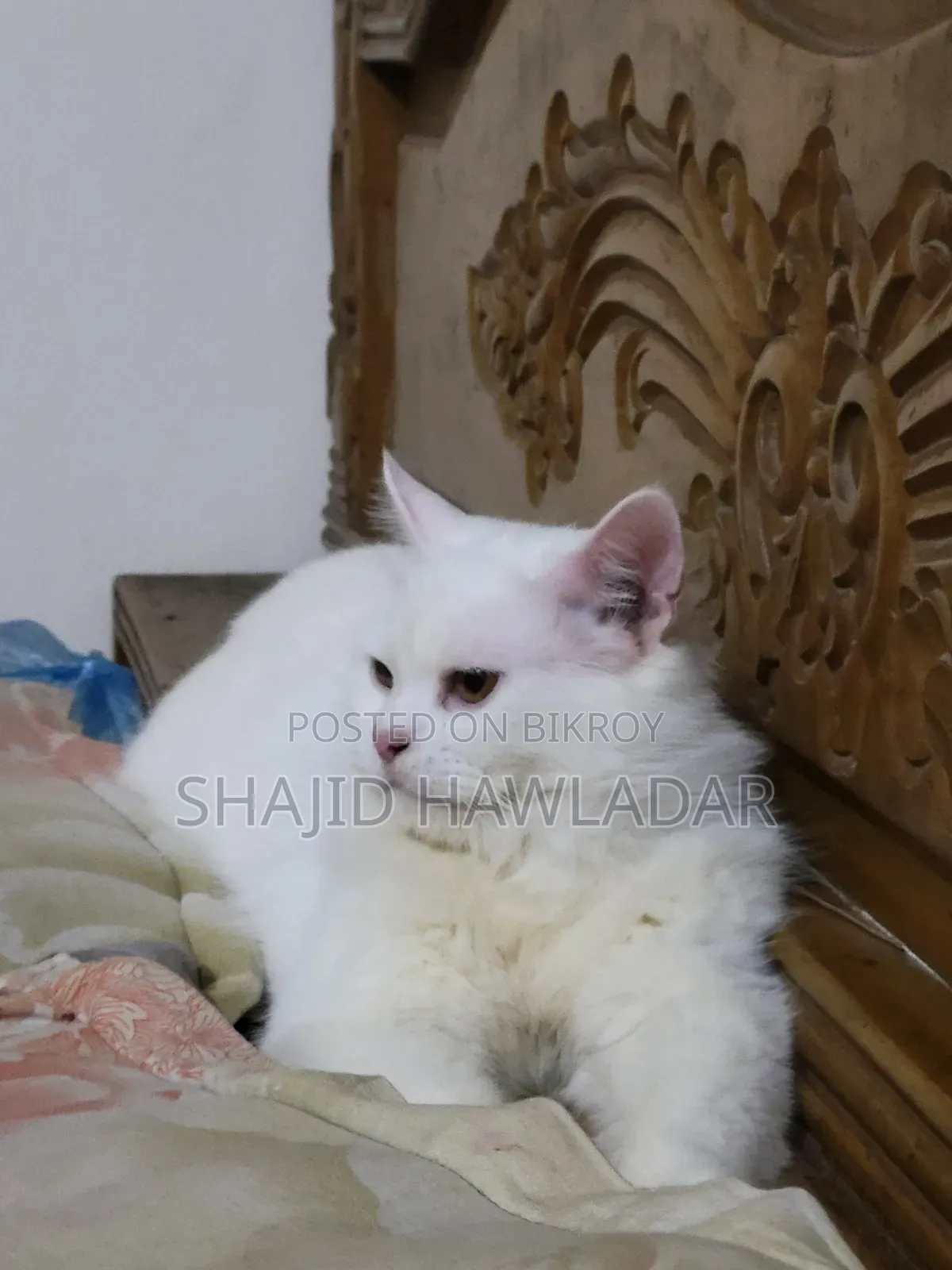 3-6 months Male Purebred Persian for sale - Price: BDT 13,000 on bikroy ...