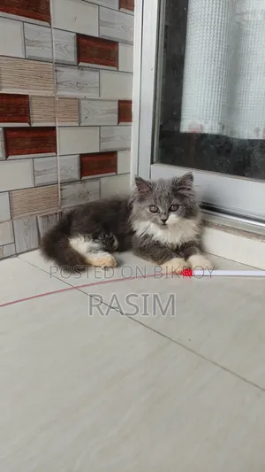 1-3 Months Male Purebred Persian for sale - Price: BDT 7,000 on bikroy ...