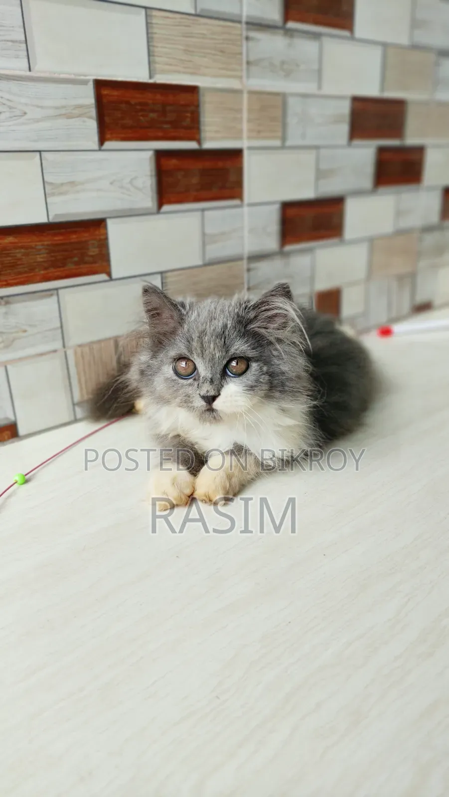 1-3 Months Male Purebred Persian for sale - Price: BDT 7,000 on bikroy ...