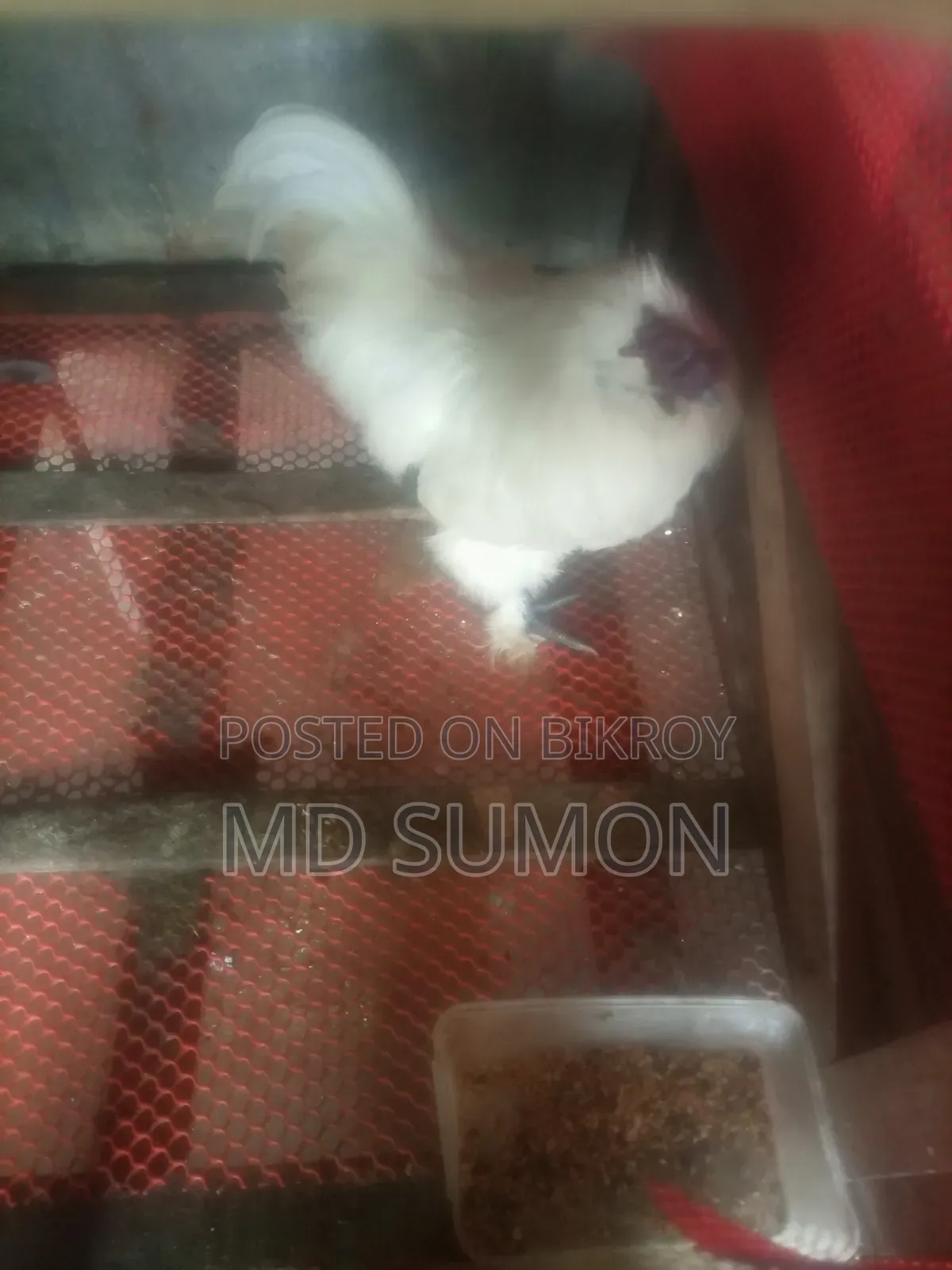 Silkie Chicken for sale, pair sets also available - Price: BDT 1,500 on ...