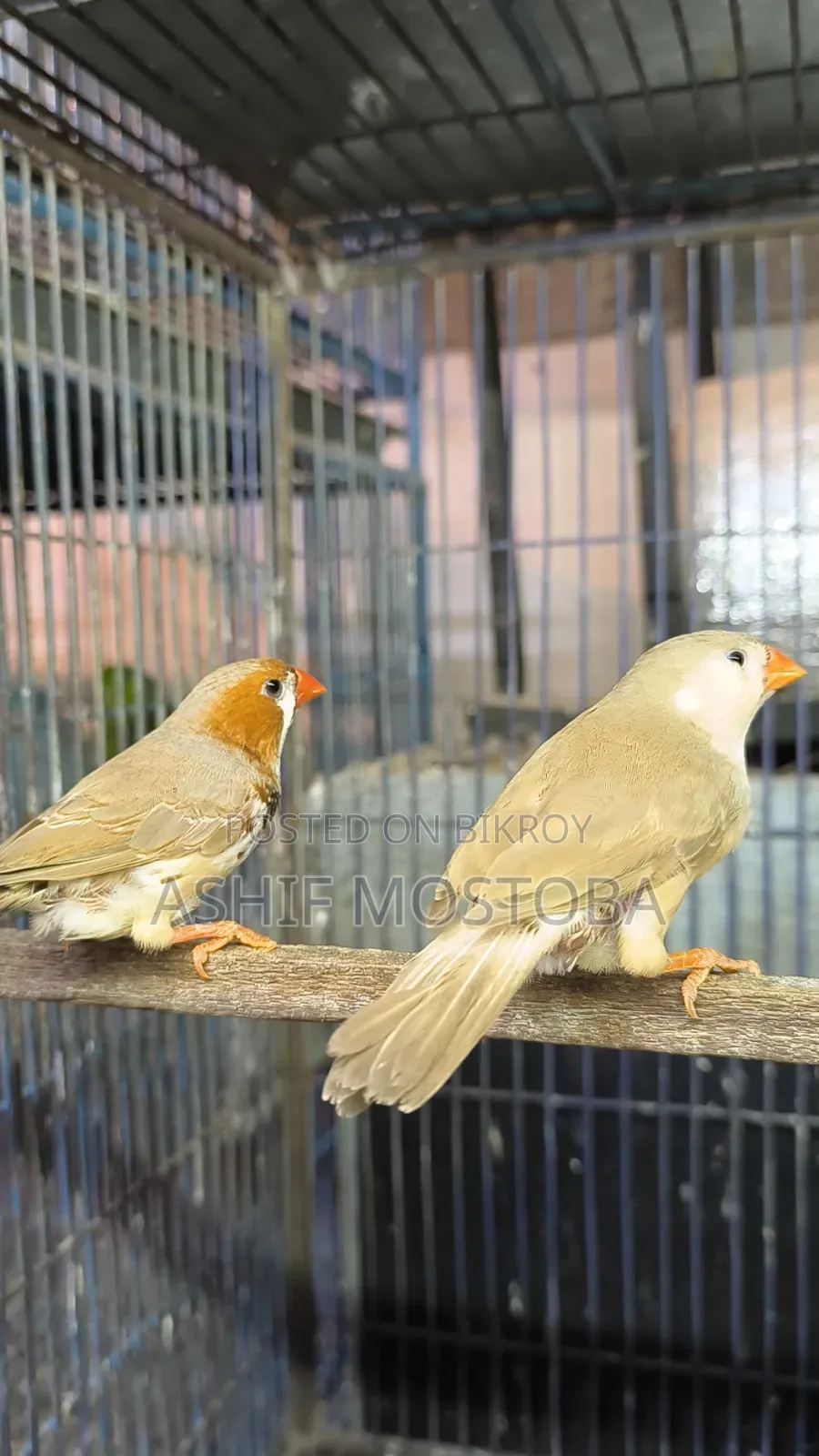 Jumbo Zebra Finch Adult Pair - Ashif Mostoba Price: BDT 2,800 on bikroy ...