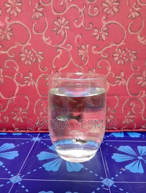 Fish in Bangladesh for sale Prices on bikroy.com